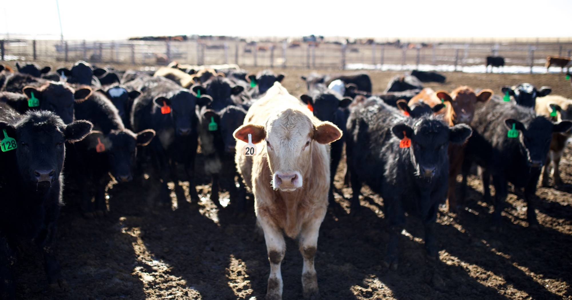 Are South Dakota feedlots trying to protect the environment? – KORN ...